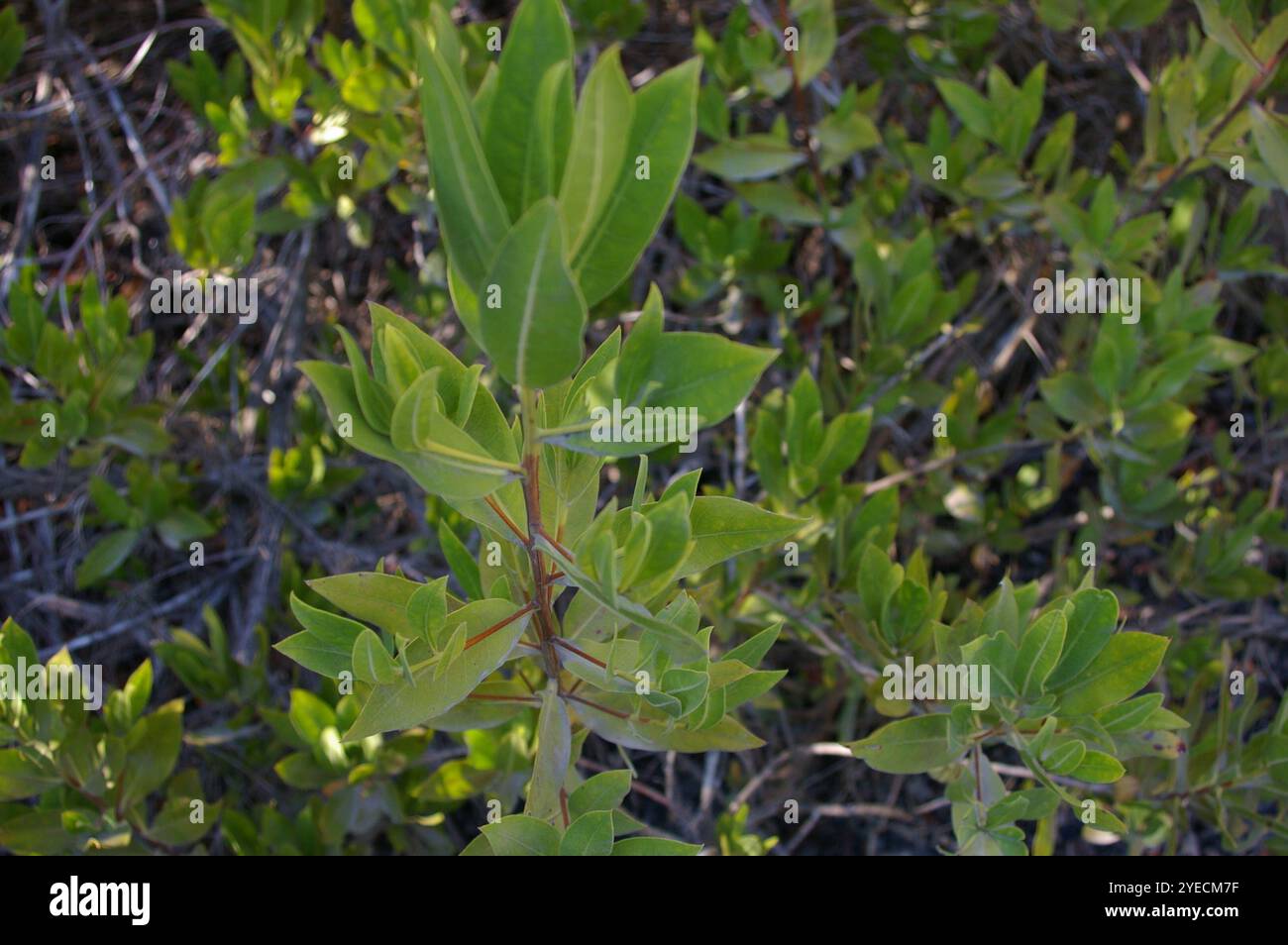 Green Buttonwood (Conocarpus erectus Stock Photo - Alamy