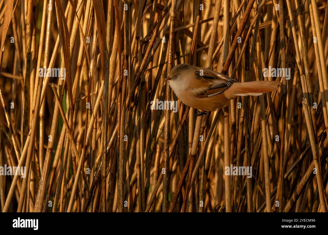 Bearded Reedling Leighton Moss, RSPB England Stock Photo - Alamy