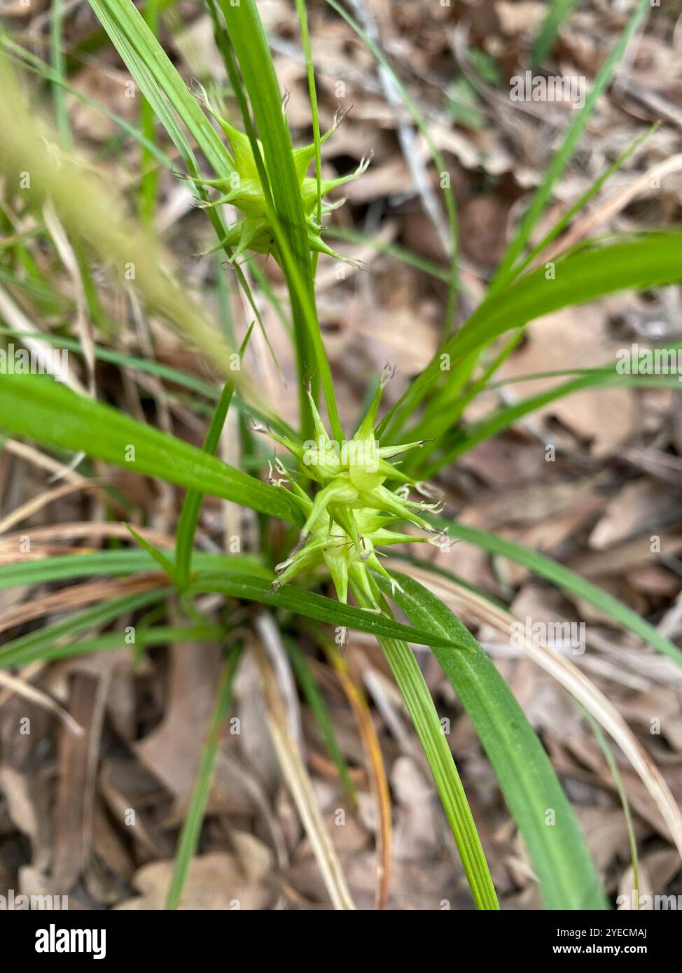 bladder sedge (Carex intumescens Stock Photo - Alamy