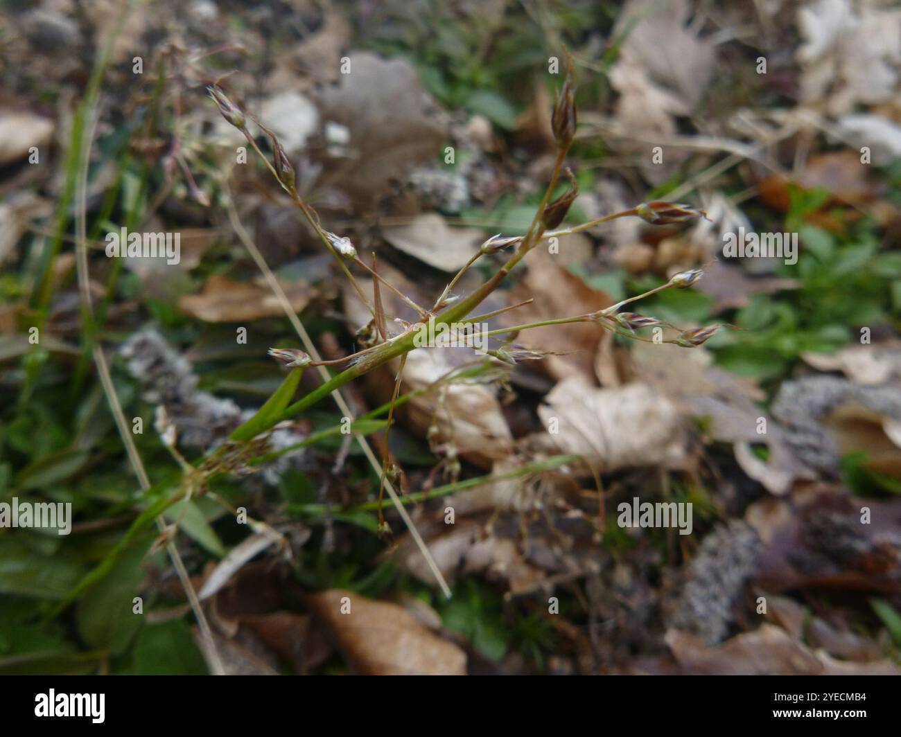 Hairy Woodrush (Luzula pilosa Stock Photo - Alamy