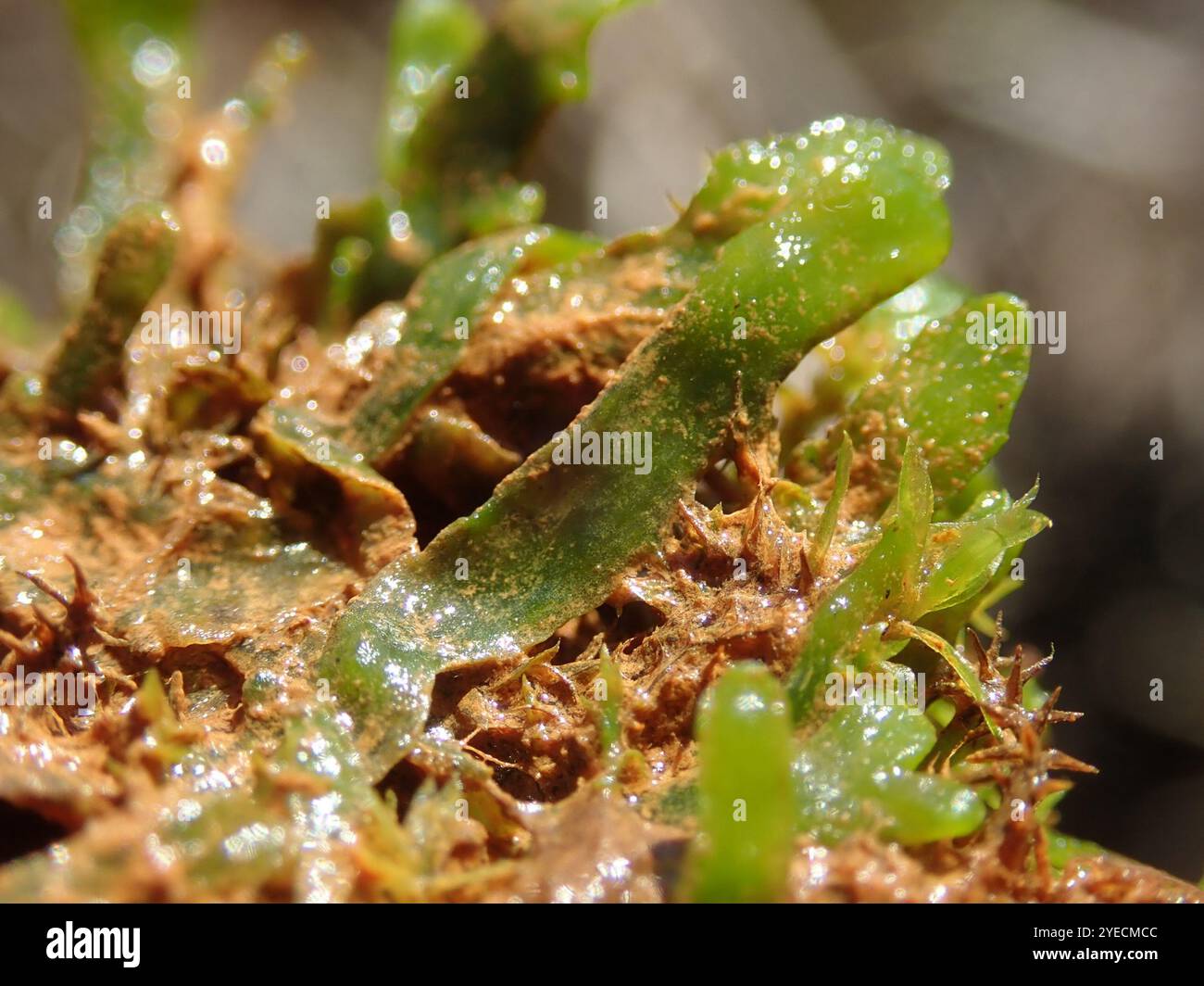 greasewort (Aneura pinguis Stock Photo - Alamy