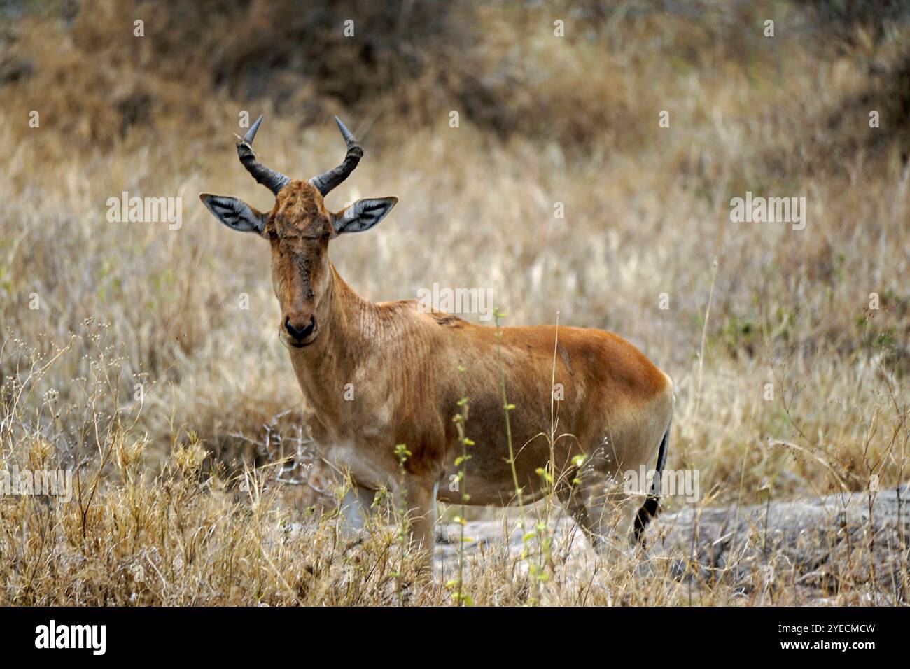 red necked kongoni antelope in serengeti park in tanzania Stock Photo ...