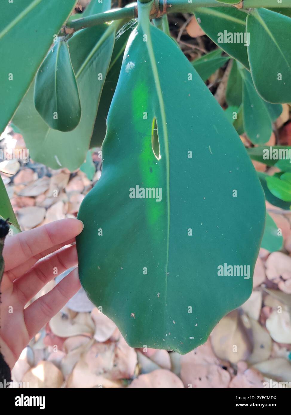 autograph tree (Clusia rosea Stock Photo - Alamy