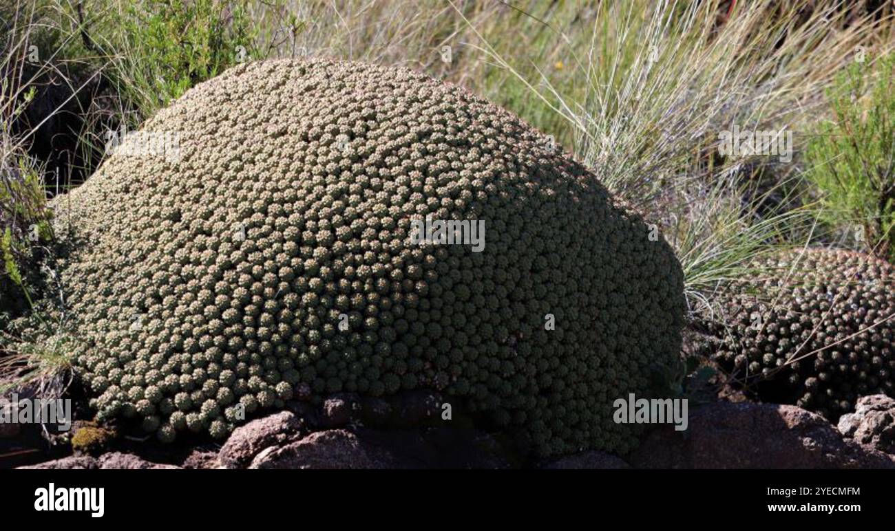 Lion Spoor (Euphorbia clavarioides Stock Photo - Alamy
