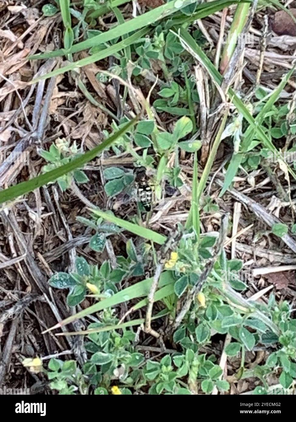 Large-tailed Aphideater (Eupeodes volucris Stock Photo - Alamy