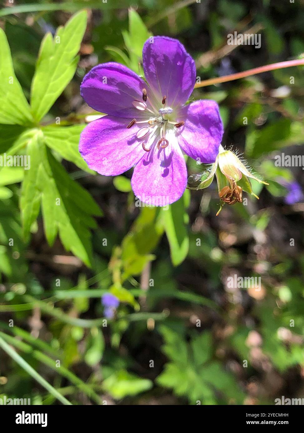 wild geranium (Geranium maculatum Stock Photo - Alamy