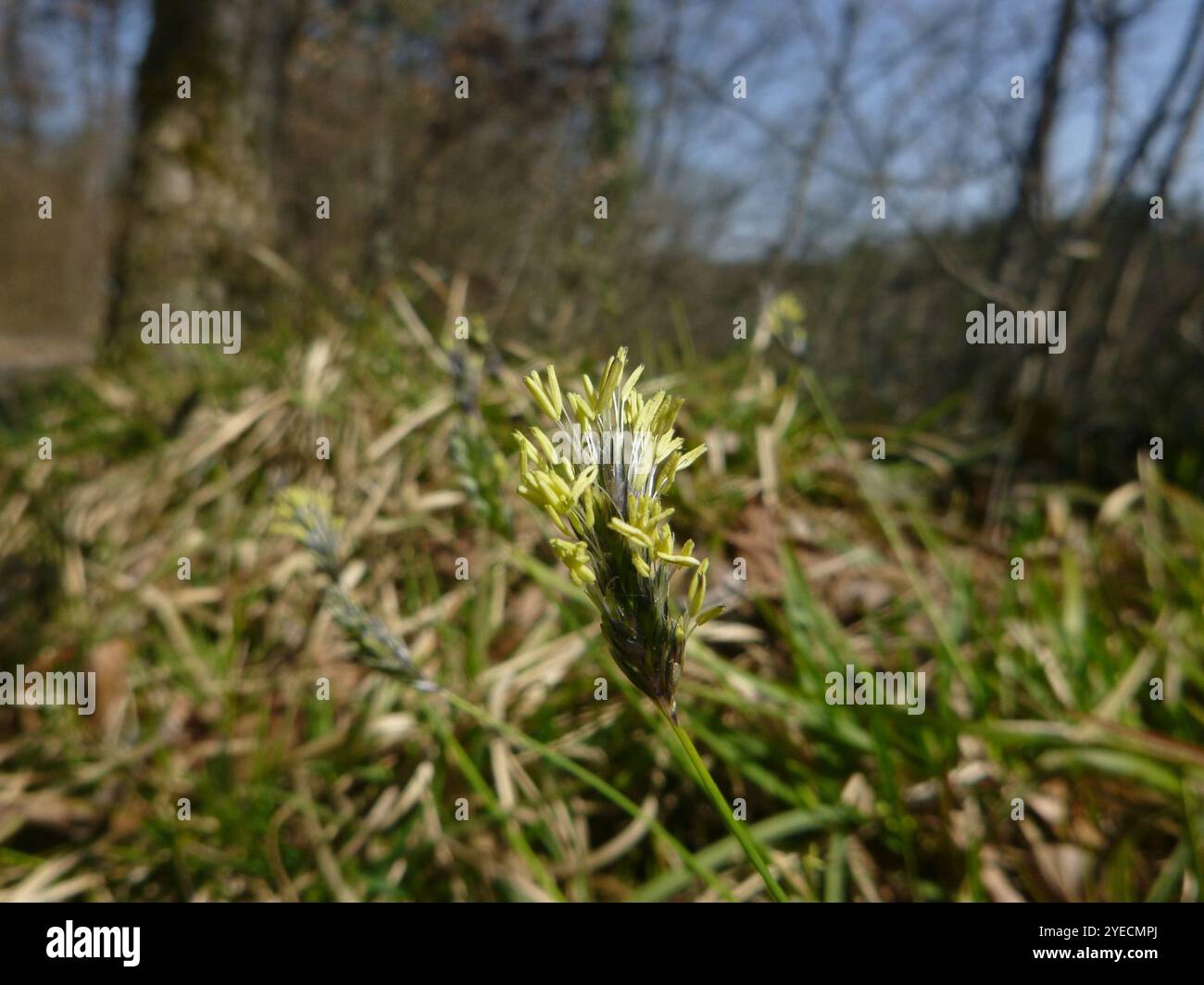 Blue Moor-grass (Sesleria caerulea Stock Photo - Alamy