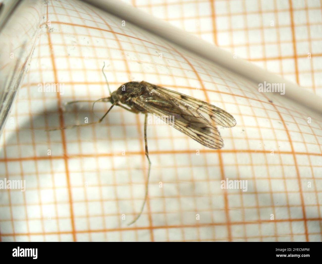 Banded house mosquito (Culiseta annulata Stock Photo - Alamy
