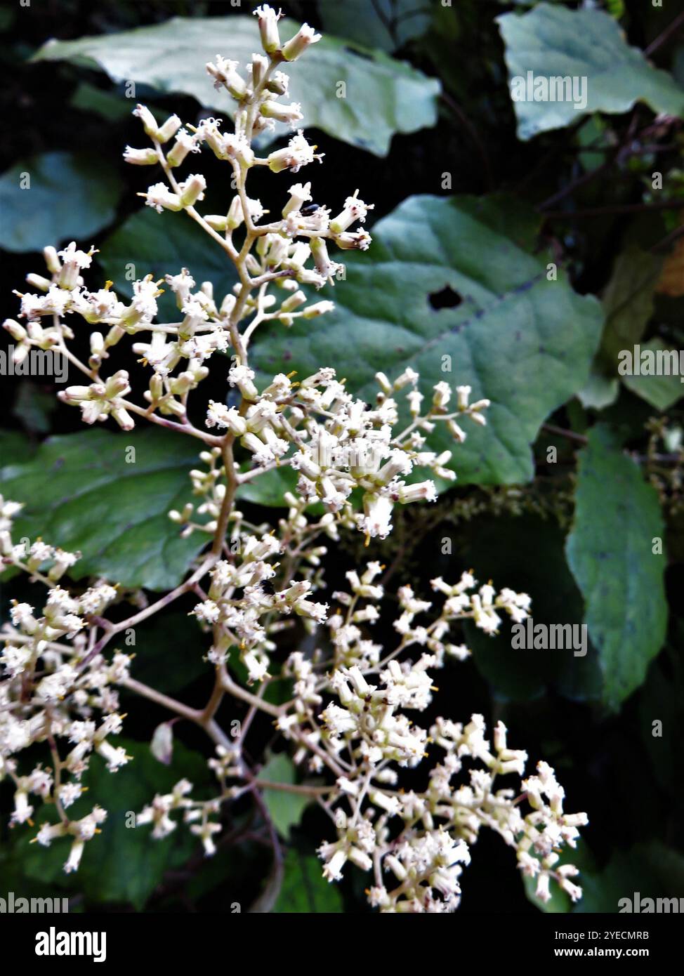 Rangiora (Brachyglottis repanda Stock Photo - Alamy