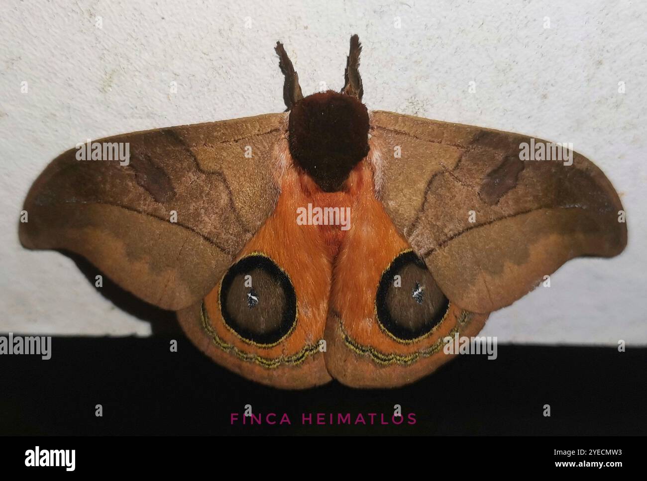 Automeris hamata hi-res stock photography and images - Alamy
