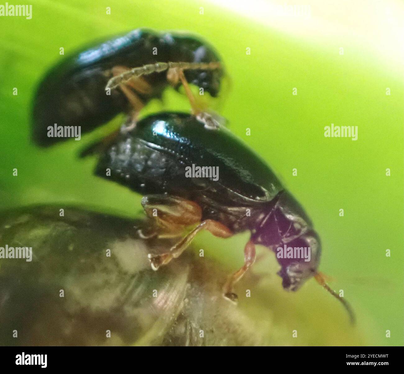 Iris Flea Beetle (Aphthona nonstriata Stock Photo - Alamy