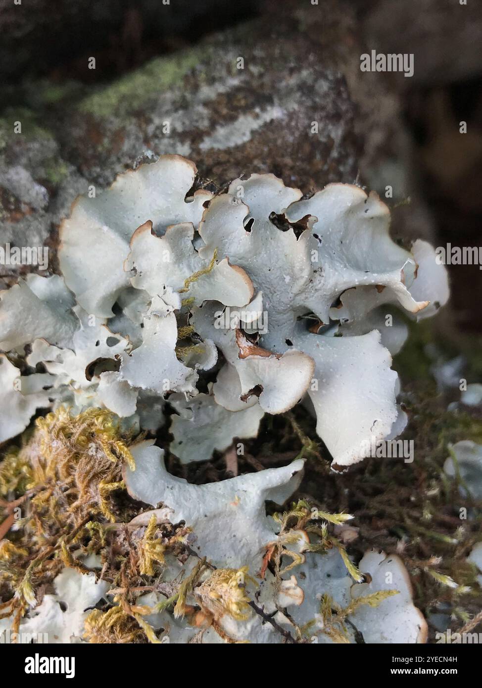 dog pelt lichen (Peltigera canina Stock Photo - Alamy
