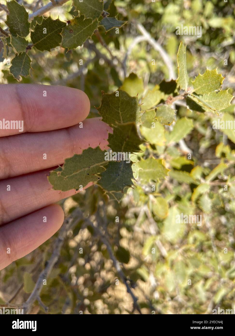 Muller's oak (Quercus cornelius-mulleri Stock Photo - Alamy
