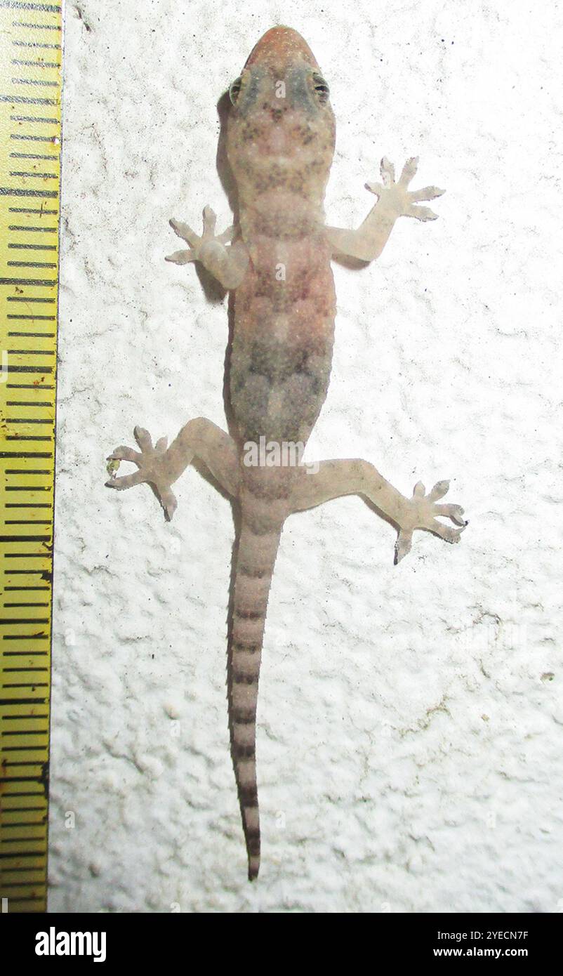 Tropical House Gecko (Hemidactylus mabouia Stock Photo - Alamy