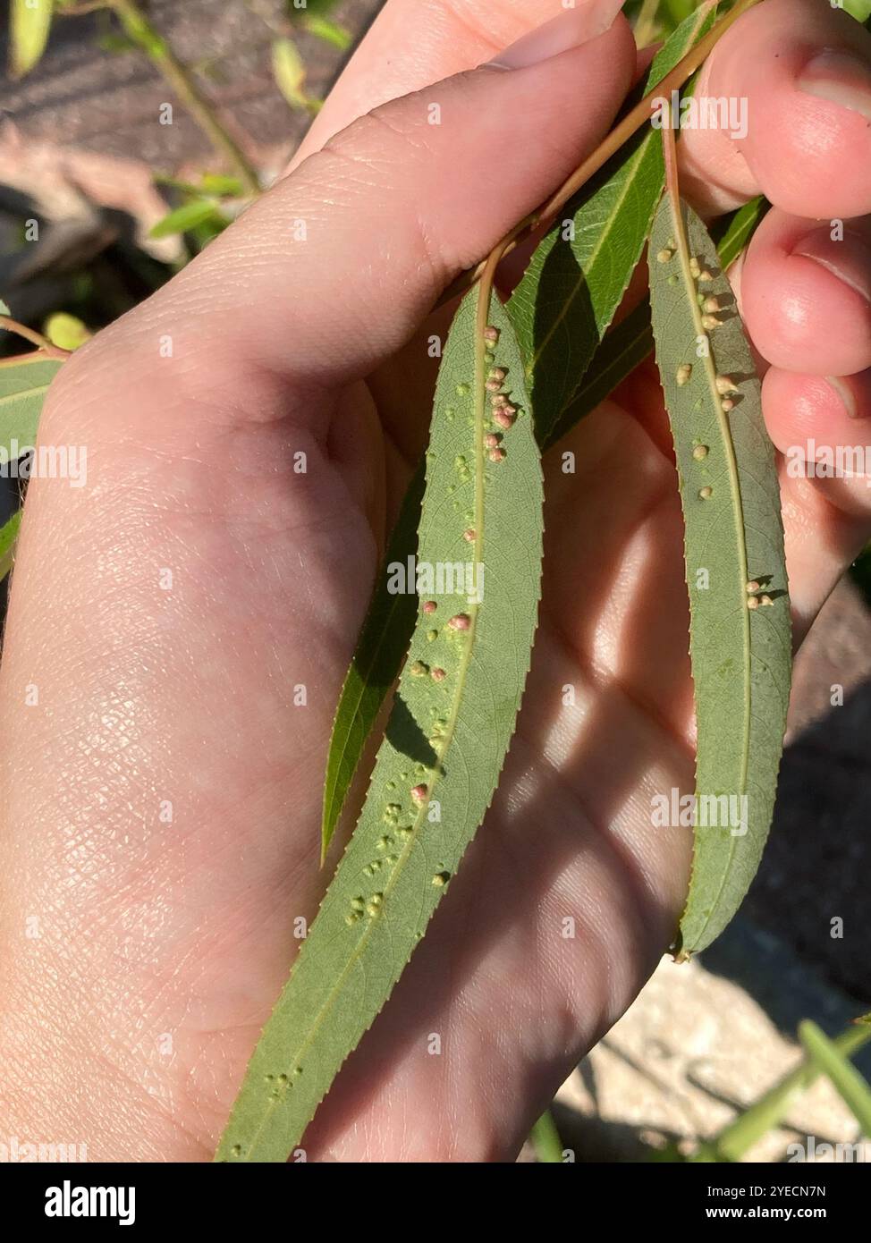 Willow Bead Gall Mite (Aculus tetanothrix Stock Photo - Alamy