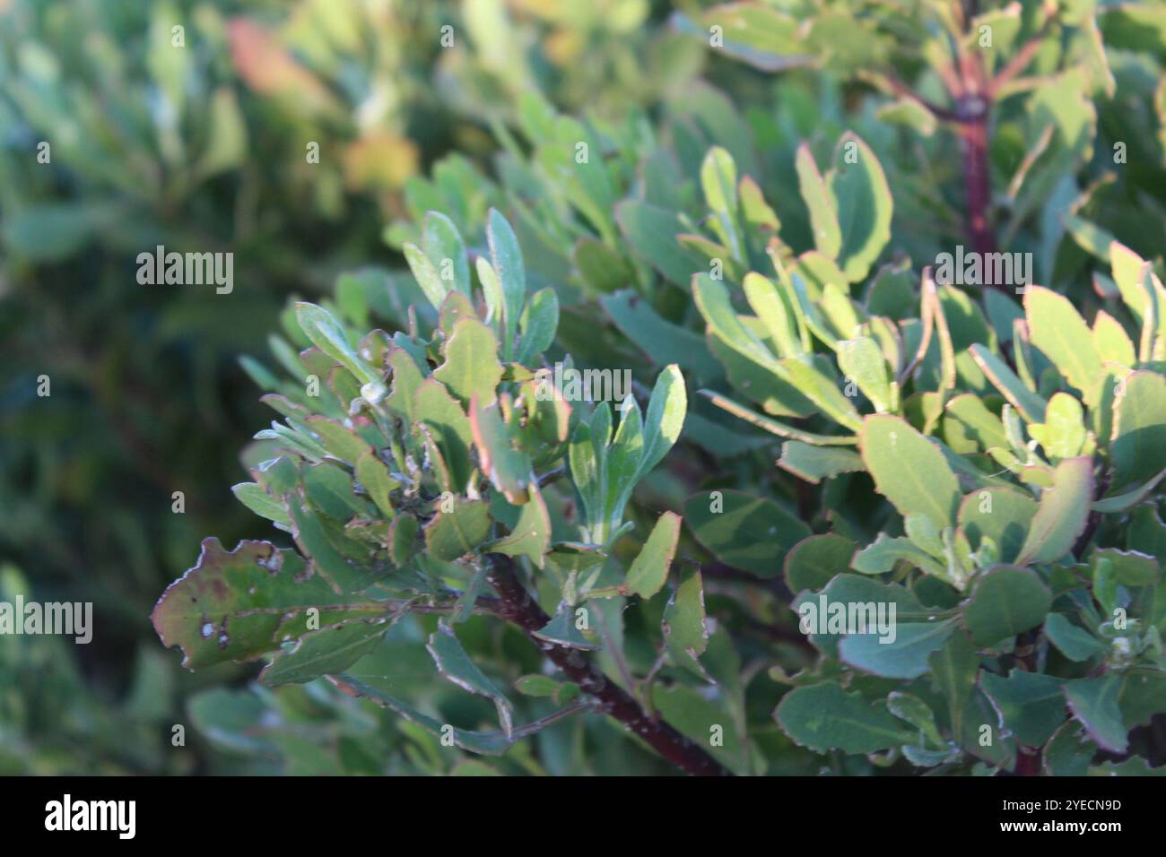 Bietou (Osteospermum moniliferum Stock Photo - Alamy