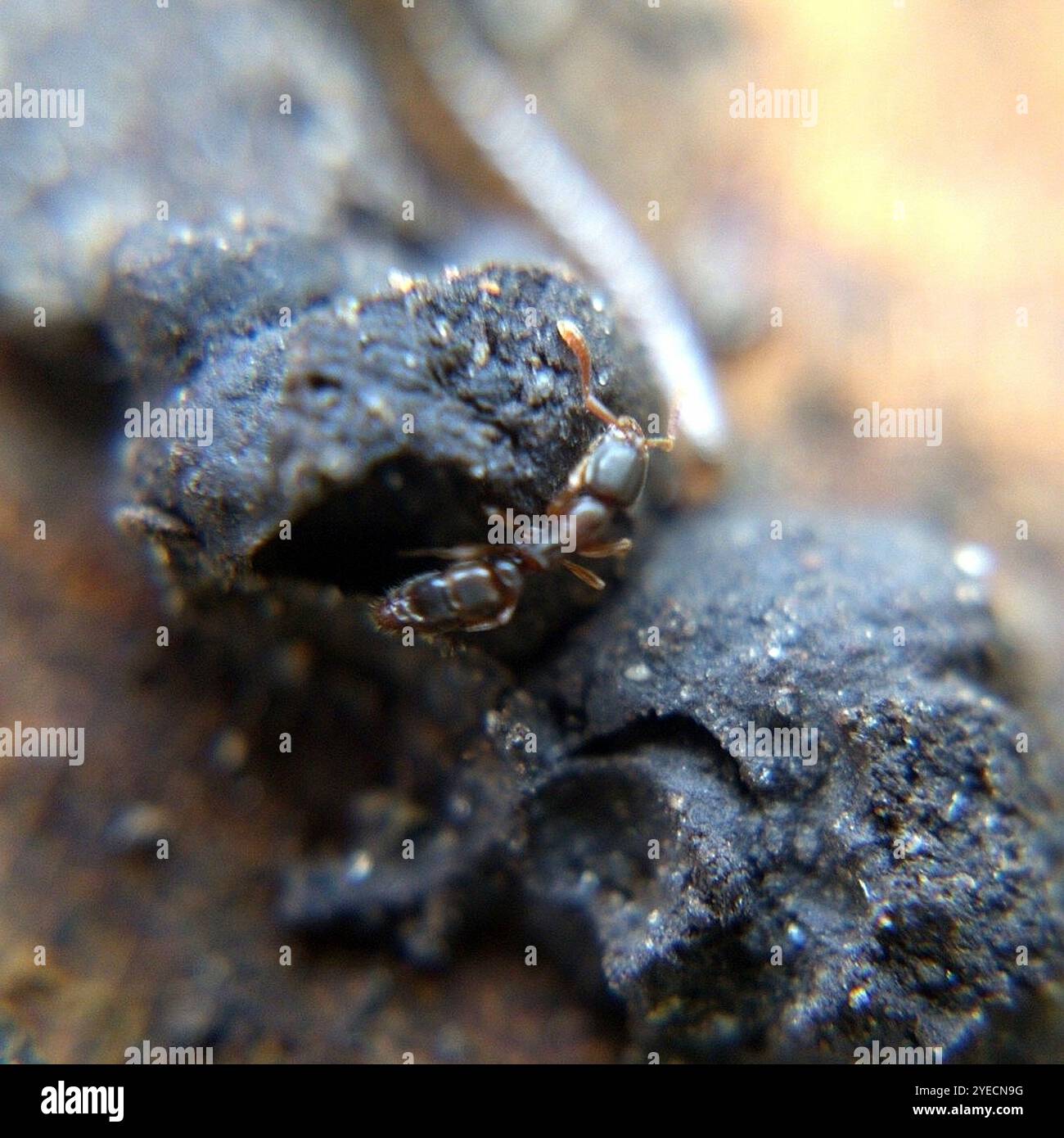 Ponera pennsylvanica hi-res stock photography and images - Alamy