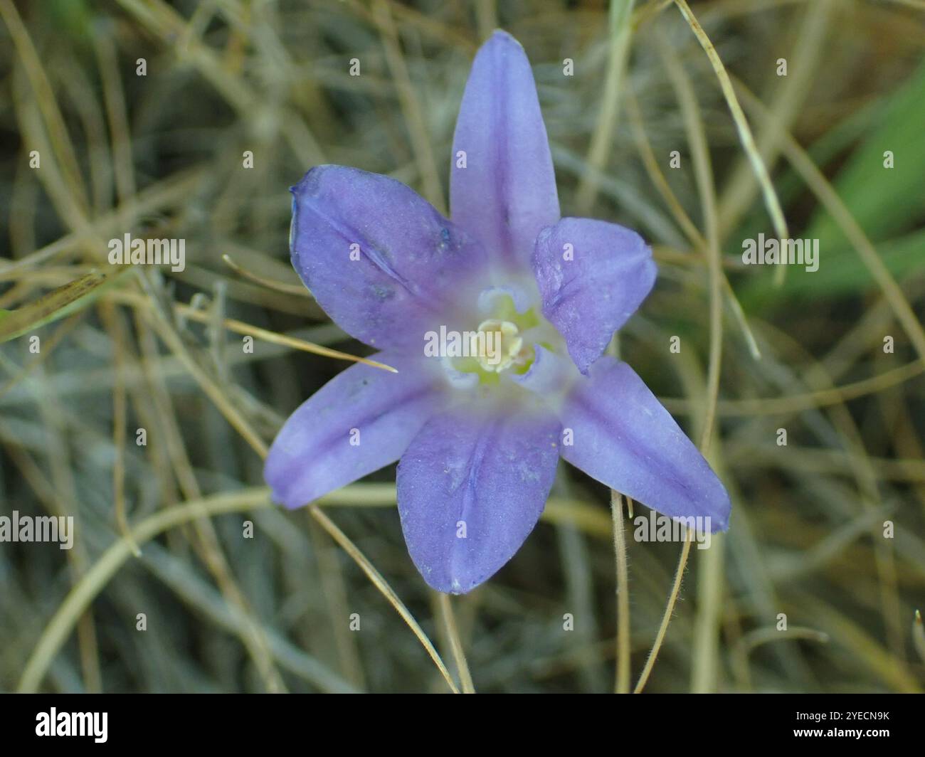 Dwarf Brodiaea (Brodiaea terrestris Stock Photo - Alamy