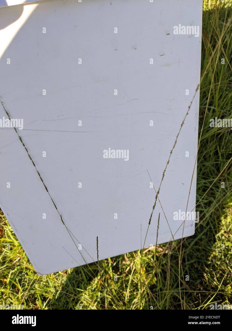 slender rat's tail grass (Sporobolus elongatus Stock Photo - Alamy