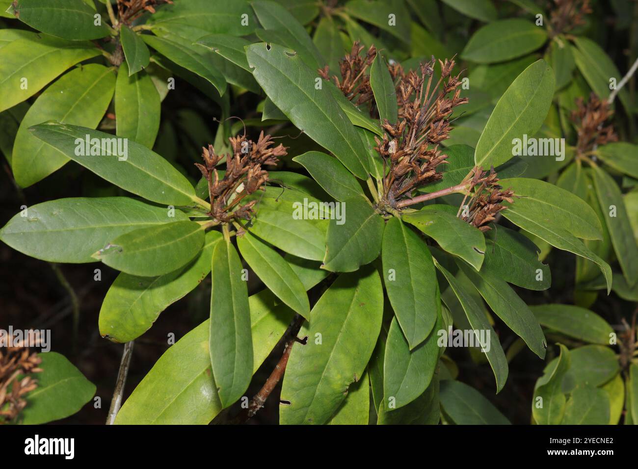 Common Rhododendron (Rhododendron ponticum Stock Photo - Alamy