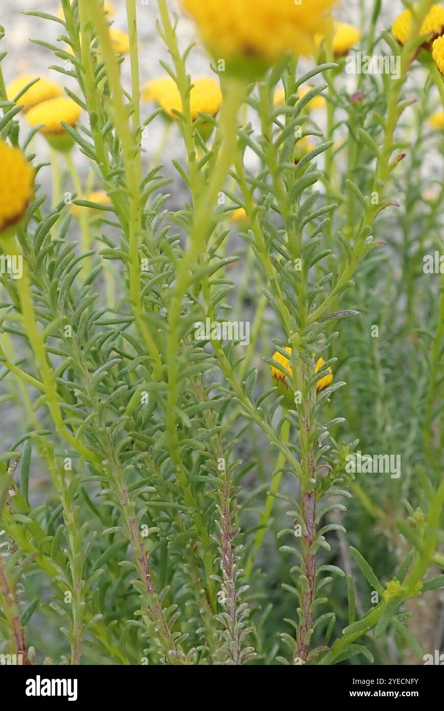 Bitterbush hi-res stock photography and images - Alamy