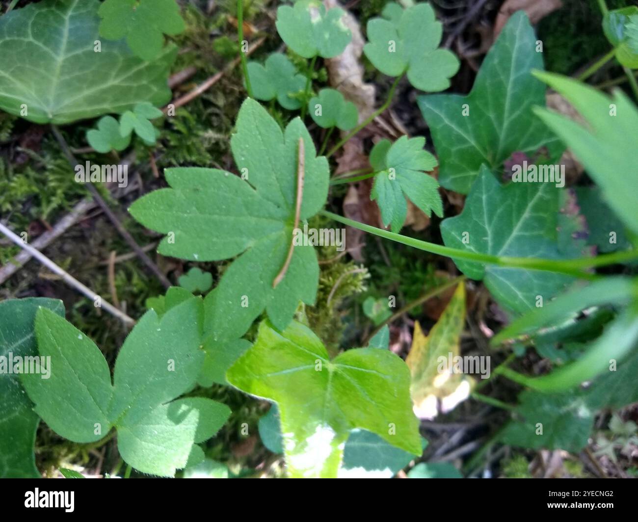 woodland buttercup (Ranunculus uncinatus Stock Photo - Alamy