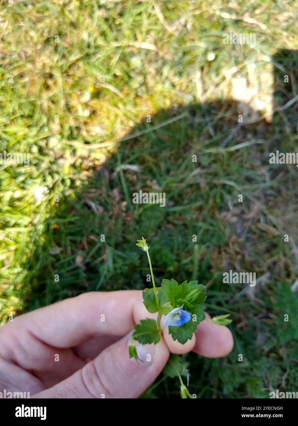 bird's-eye speedwell (Veronica persica Stock Photo - Alamy
