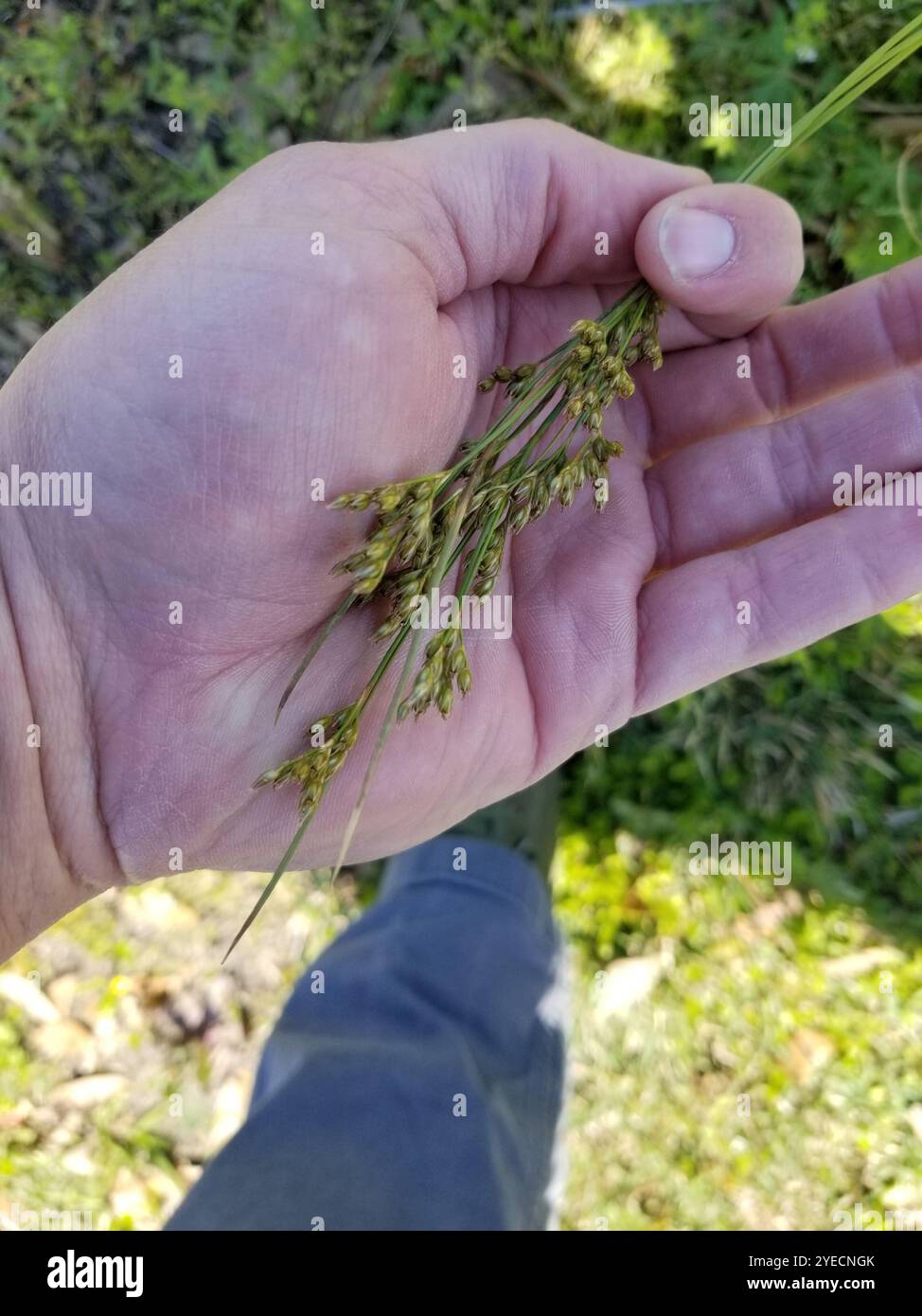 grasses, sedges, cattails, and allies (Poales Stock Photo - Alamy