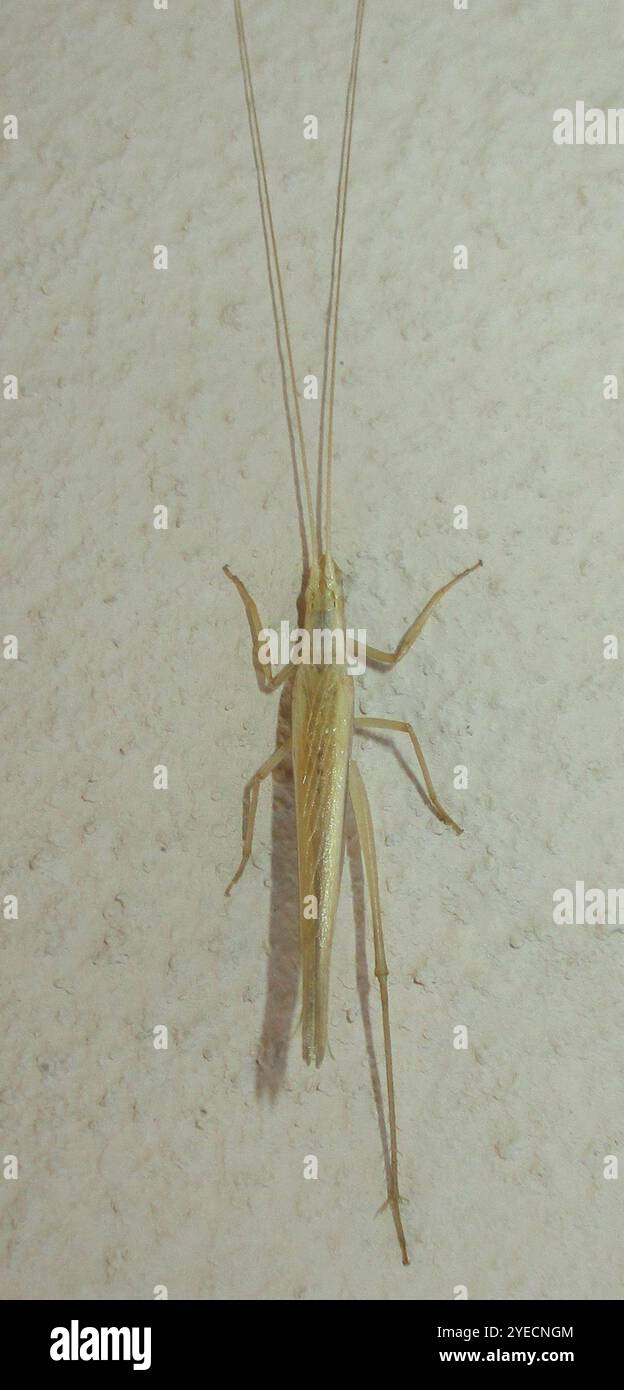 Common Tree Crickets (Oecanthus Stock Photo - Alamy