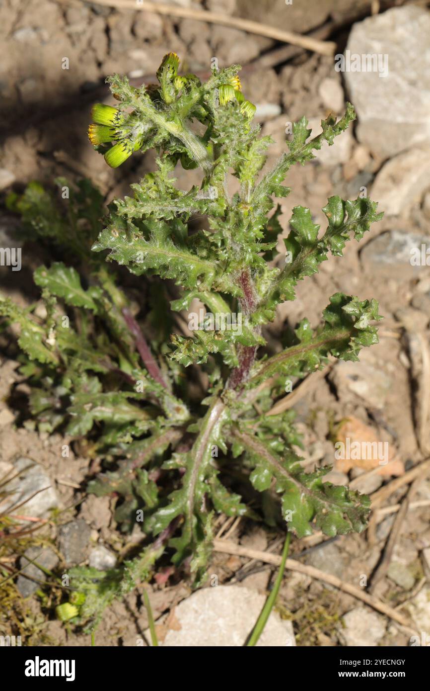 common groundsel (Senecio vulgaris Stock Photo - Alamy