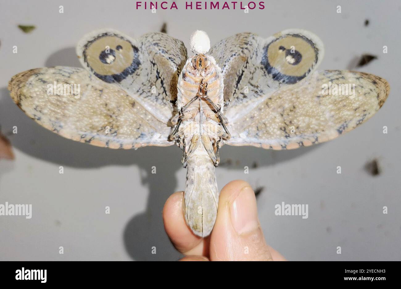 Peanut-headed Lanternfly (Fulgora laternaria Stock Photo - Alamy