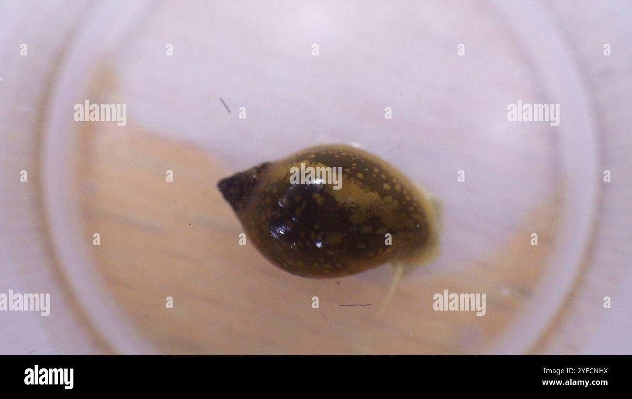 Bladder Snails (Physidae Stock Photo - Alamy