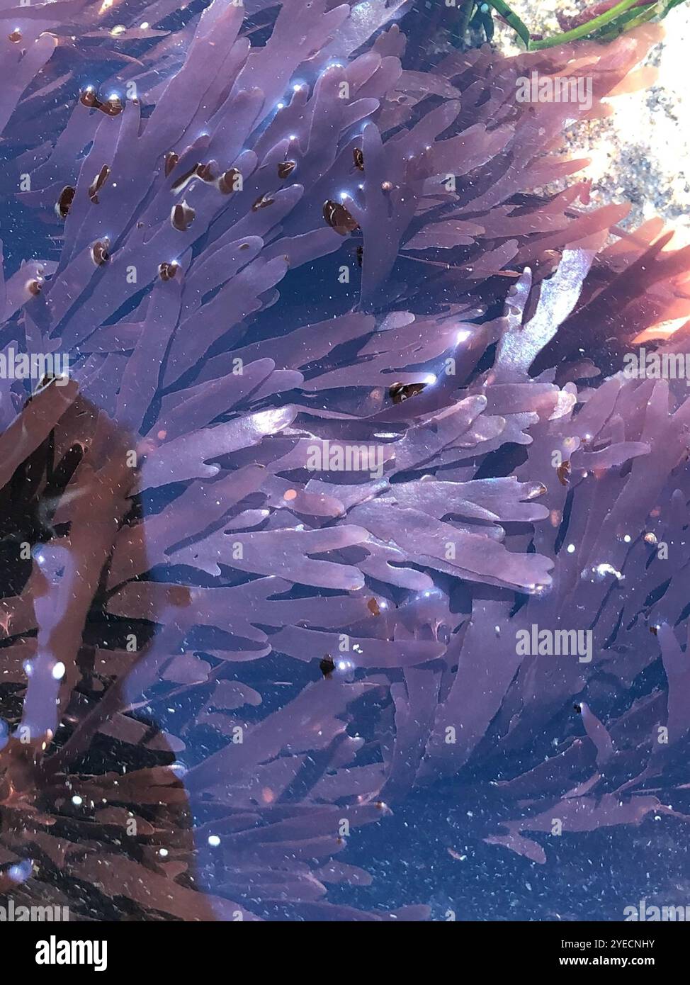 red algae (Rhodophyta Stock Photo - Alamy
