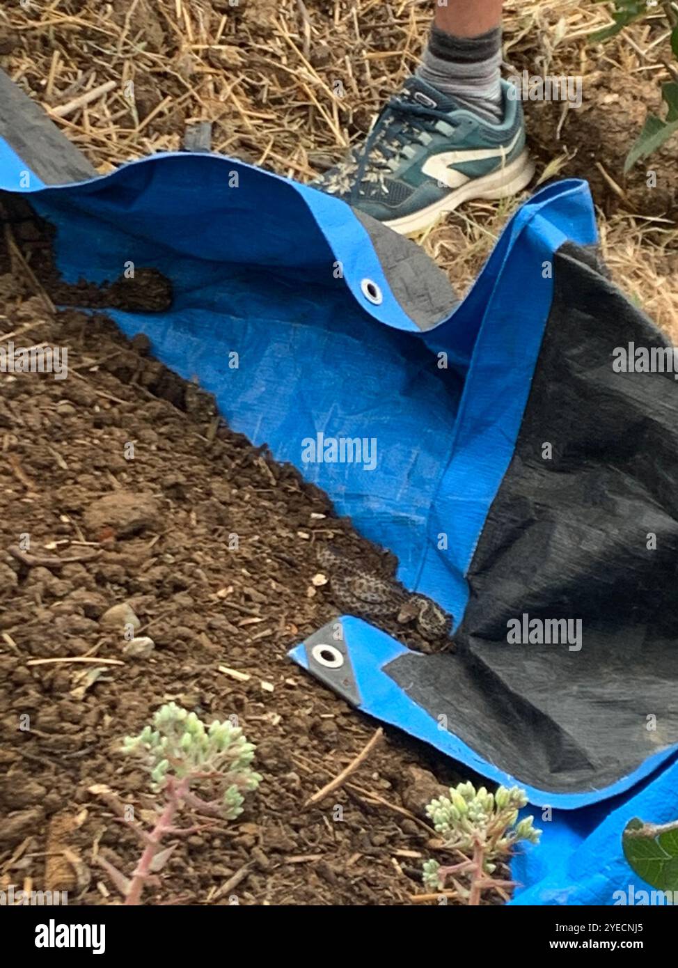 San Diego Gopher Snake (Pituophis catenifer annectens Stock Photo - Alamy