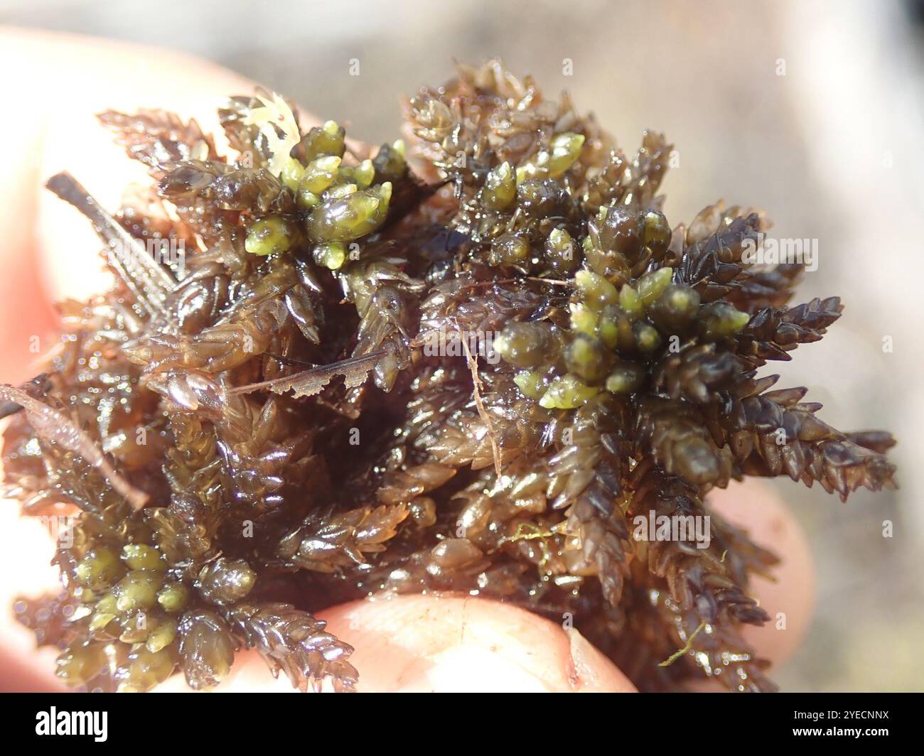 Papillose peatmoss hi-res stock photography and images - Alamy