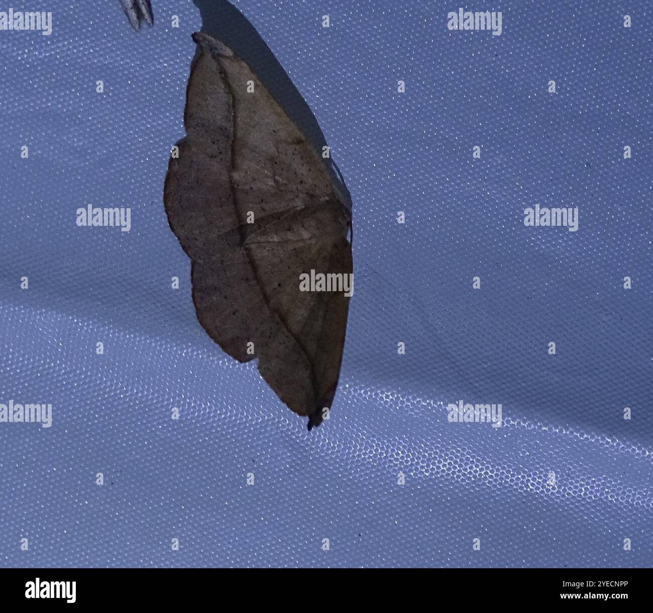 Juniper Geometer Moth (Patalene olyzonaria Stock Photo - Alamy