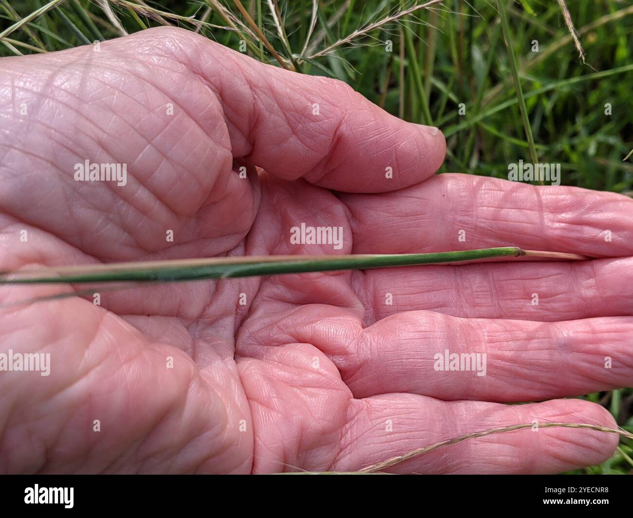 bluestems, lemon grasses, silvergrasses, and allies (Andropogoneae ...