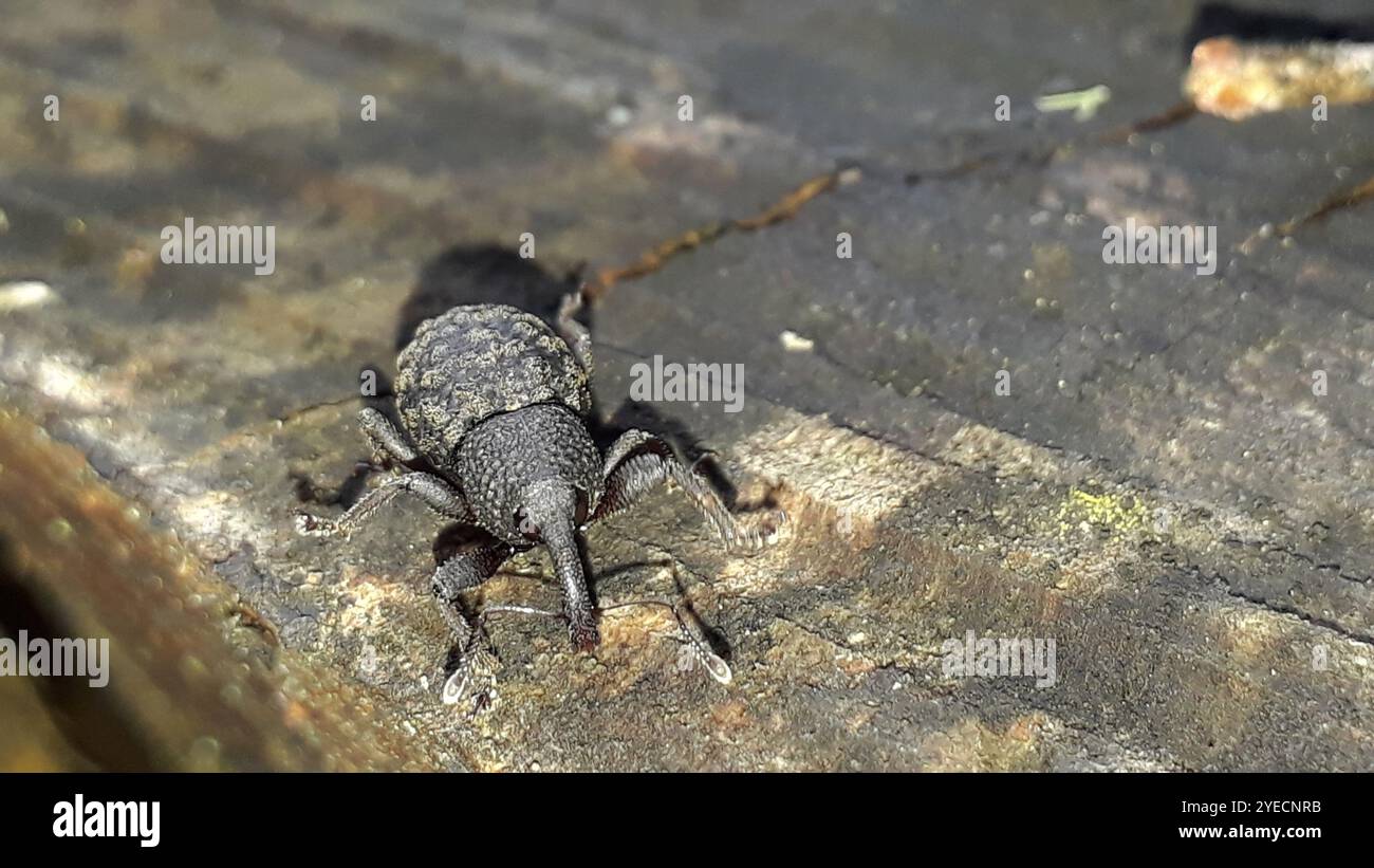 True Weevils (Curculionidae Stock Photo - Alamy