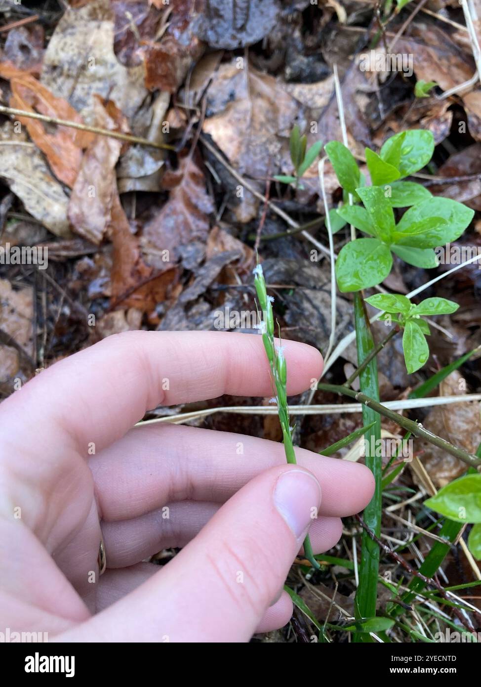 White-grained Mountain-ricegrass (Oryzopsis asperifolia Stock Photo - Alamy