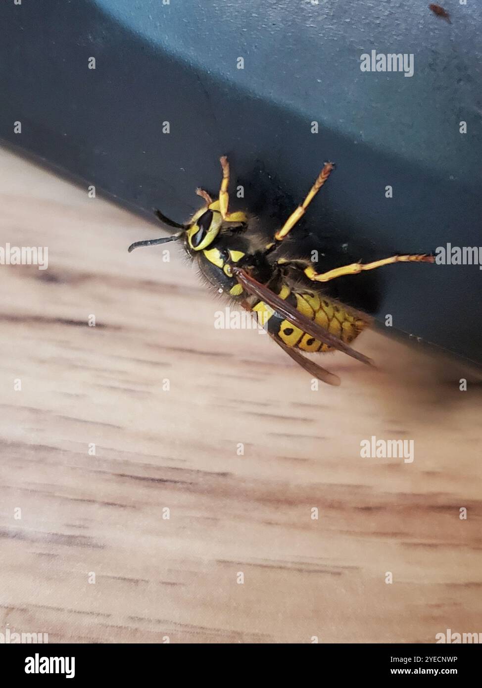 Western yellowjacket hi-res stock photography and images - Alamy