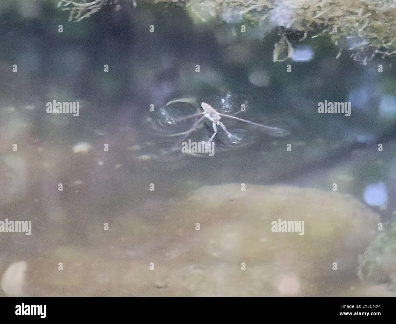 North American Common Water Strider (Aquarius remigis Stock Photo - Alamy