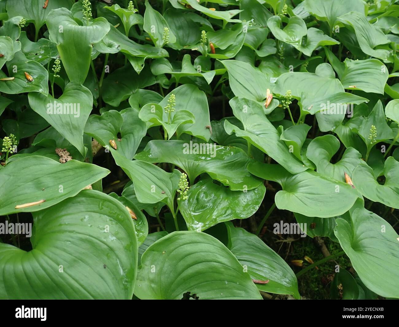 Western Lily of the Valley (Maianthemum dilatatum Stock Photo - Alamy