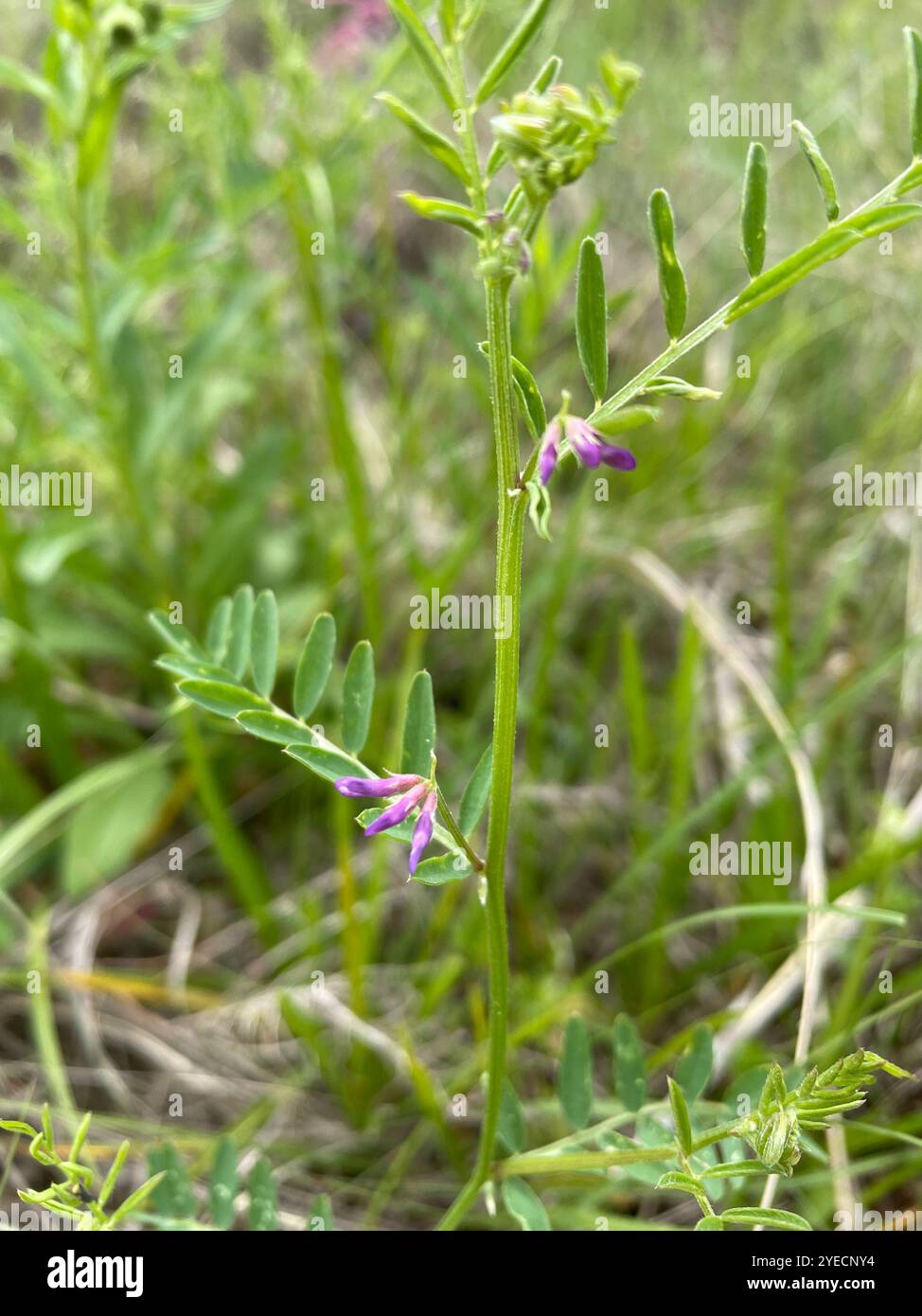 slender vetch (Vicia ludoviciana Stock Photo - Alamy