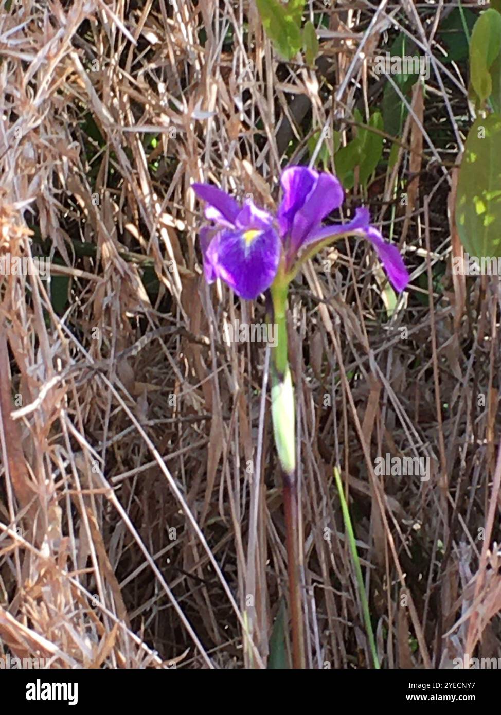 Common Beardless Irises (Limniris Stock Photo - Alamy