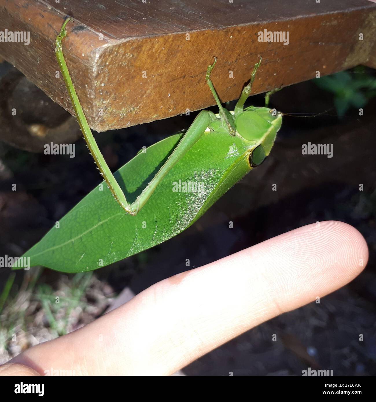 Neotropical Giant Katydids (Stilpnochlora Stock Photo - Alamy