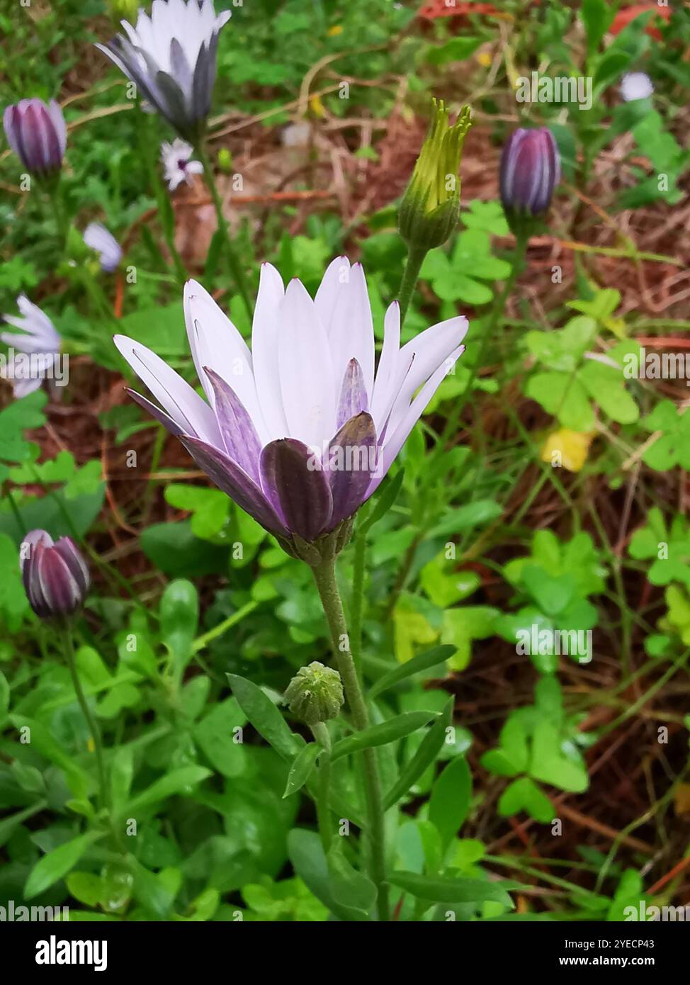 rain daisy (Dimorphotheca pluvialis Stock Photo - Alamy
