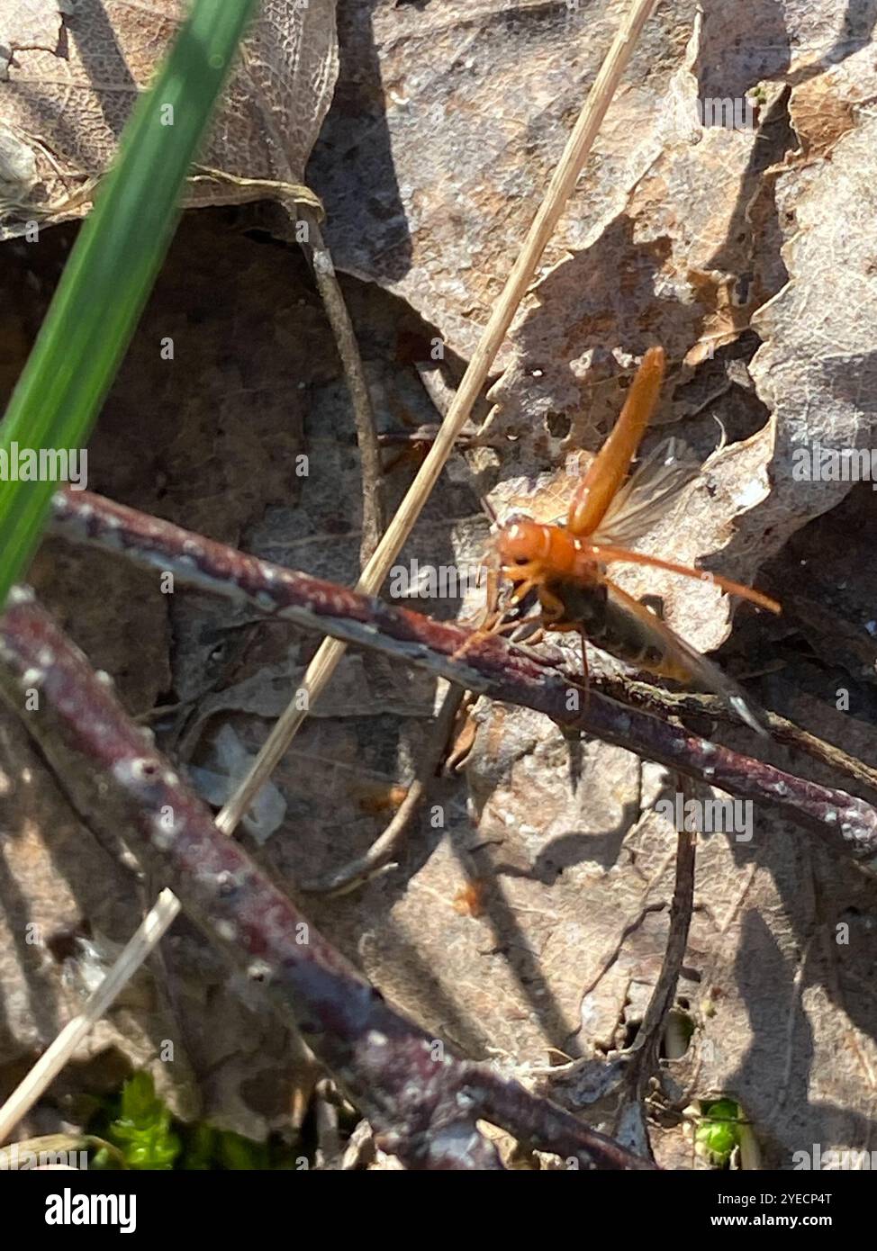 Dermestoides hi-res stock photography and images - Alamy