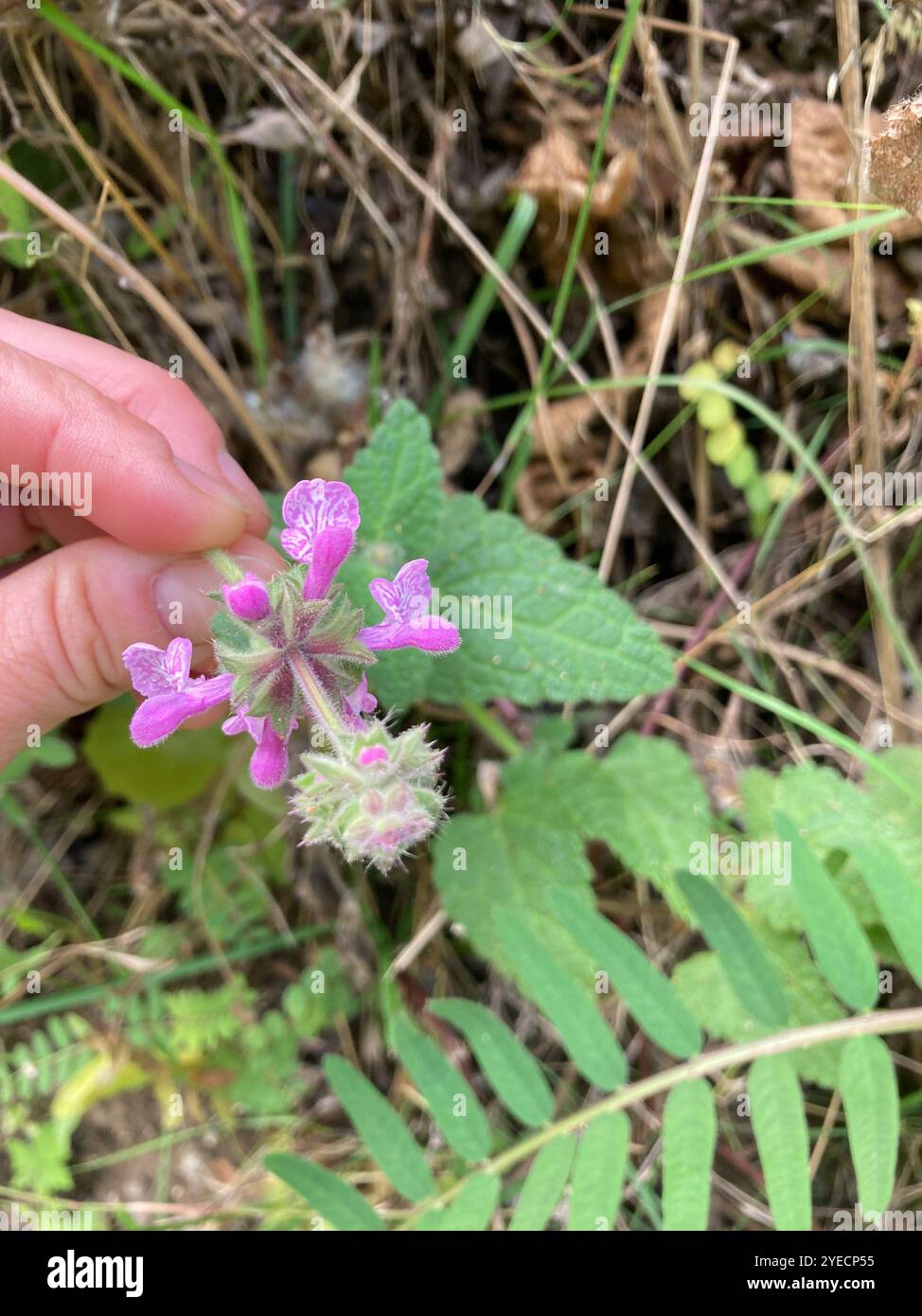 California Hedge Nettle (Stachys bullata Stock Photo - Alamy