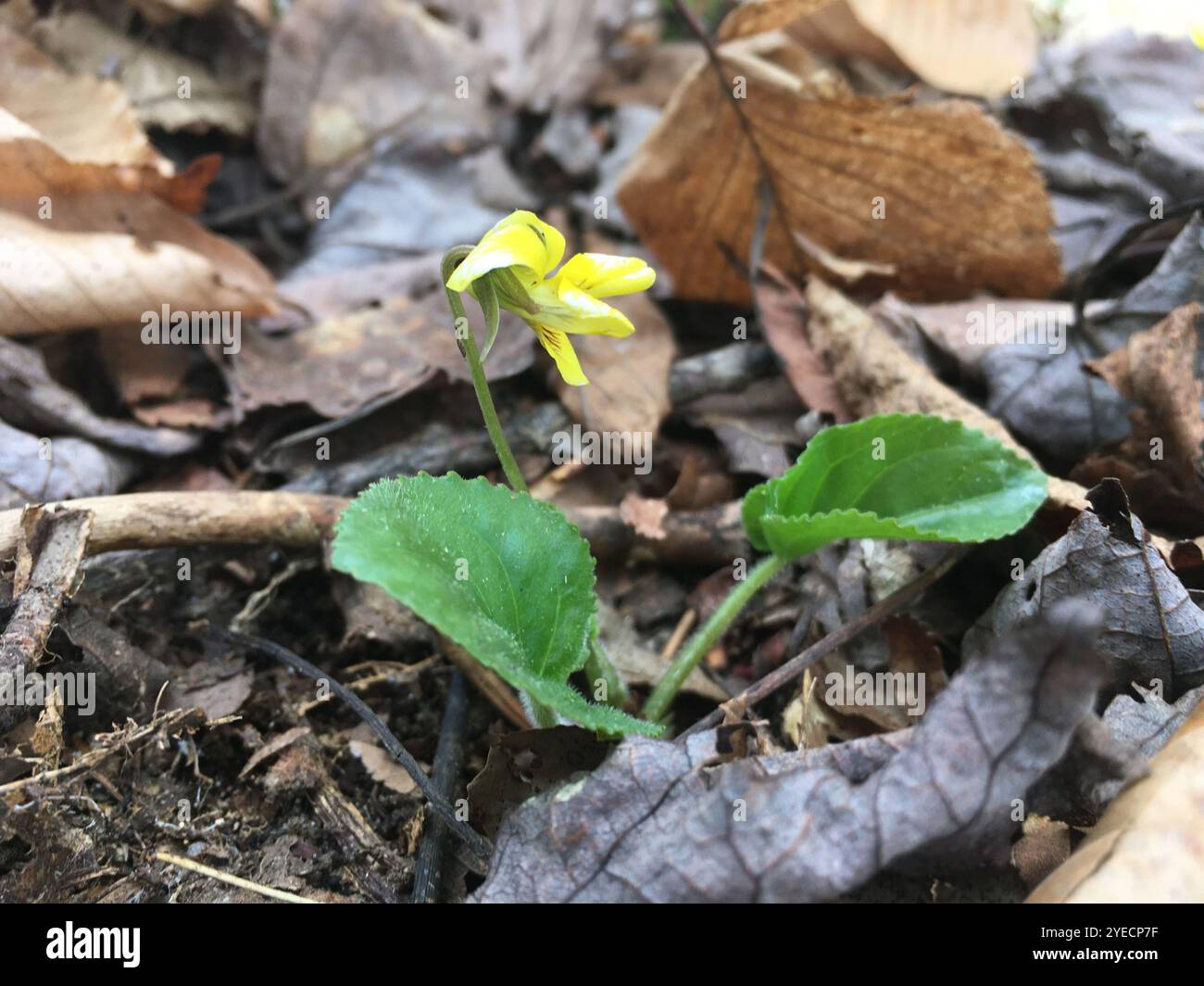 Round-leaved Violet (Viola rotundifolia Stock Photo - Alamy