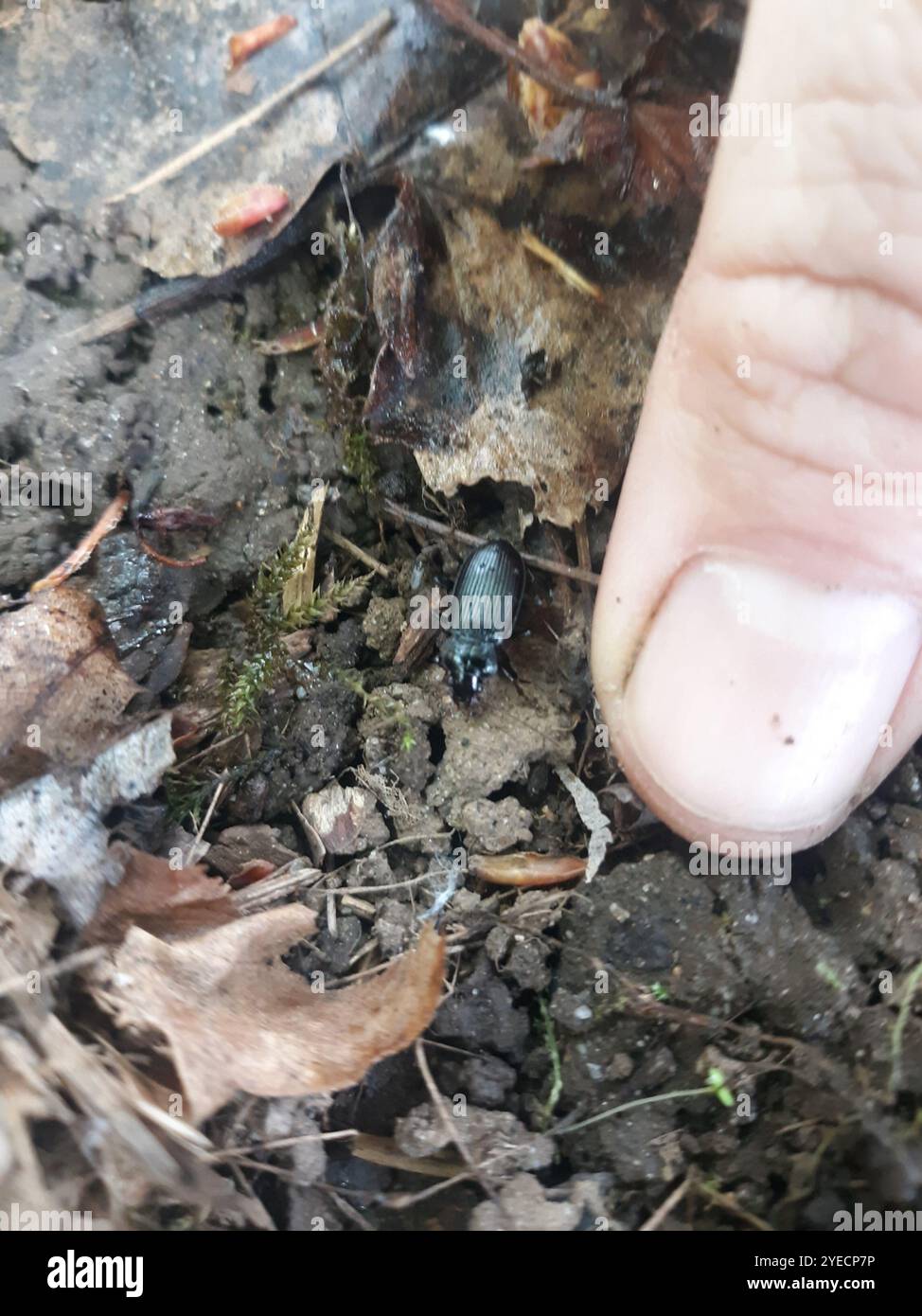 European Gazelle Beetle (Nebria brevicollis Stock Photo - Alamy